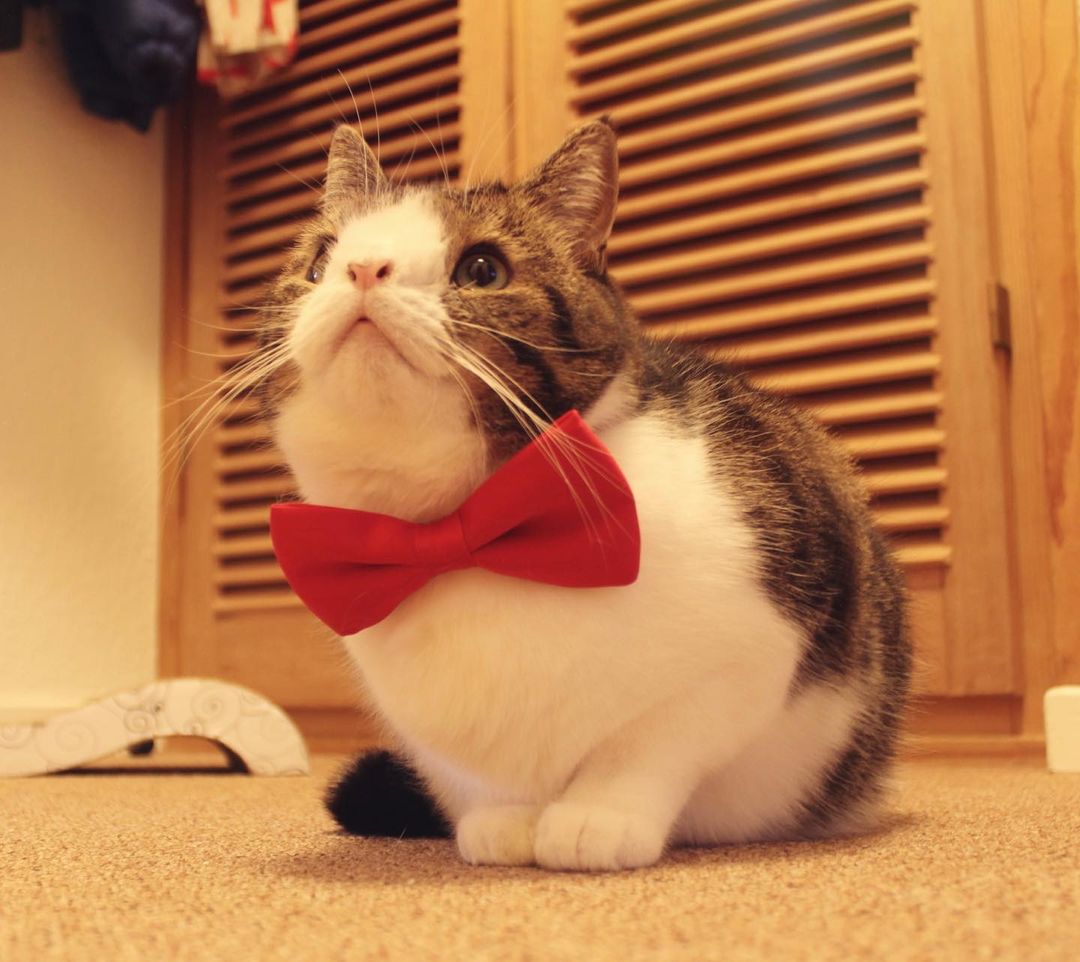 Kucing Lahir Syndrome Down Keseorangan Tidak Disayang Akhirnya ...