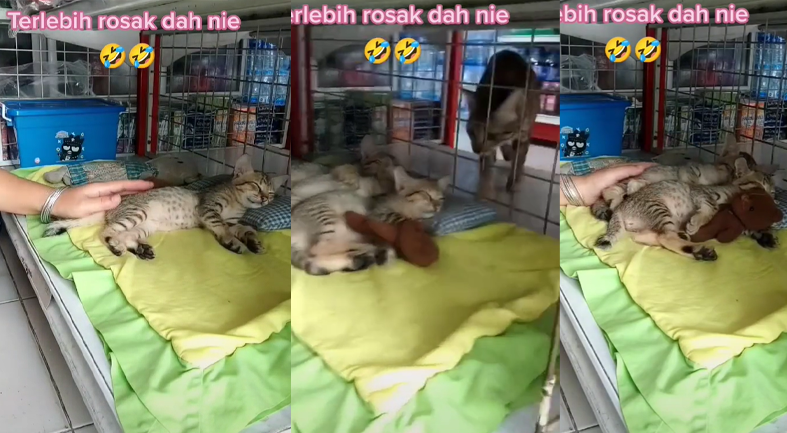 Kucing Tidur Rosak - I Muslim Network